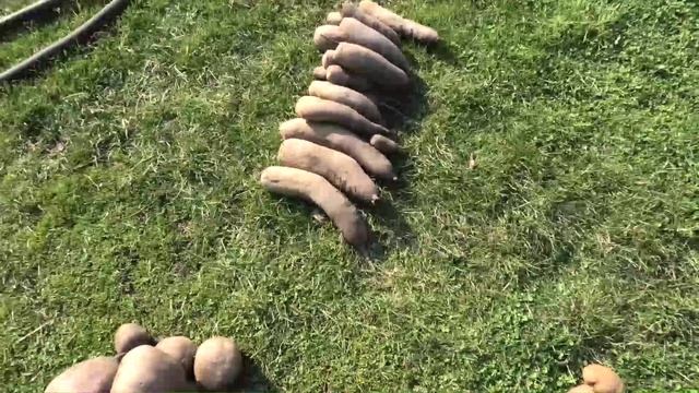 6 мая, как сохранились картофель, морковь и другие овощи после зимы.