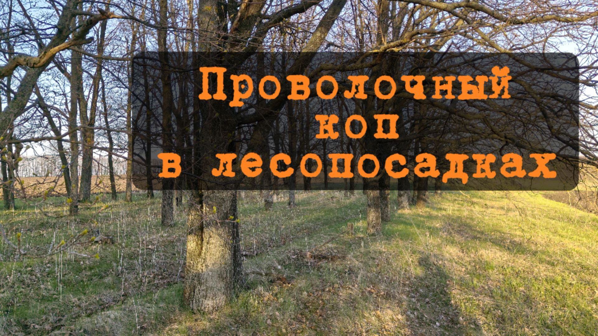 Проволочный коп в лесопосадках. И душу отвел, и сделал природу чуть чище