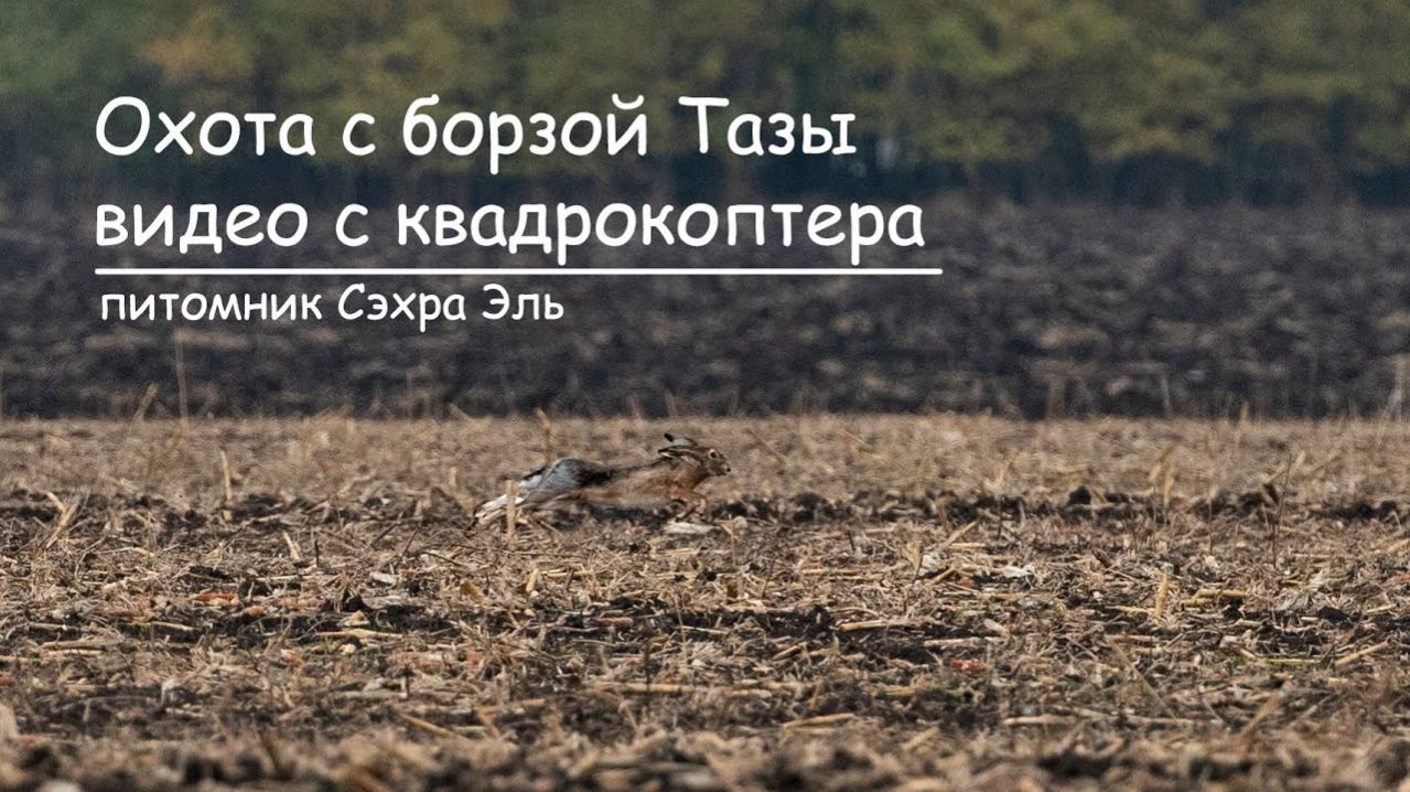 Охота с Тазы. Видео с ДРОНА. Русак 4600