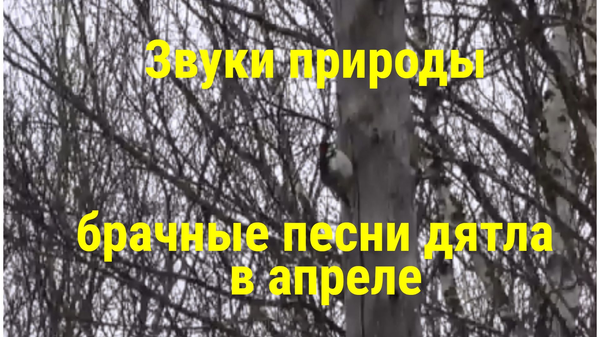 звуки природы-брачные песни дятла.апрель