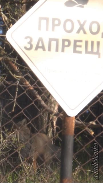 Возмущение лисички