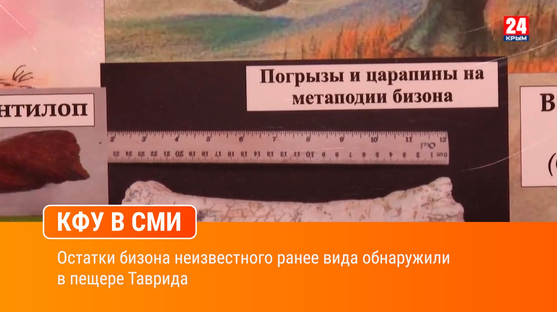 Остатки бизона неизвестного ранее вида обнаружили в пещере Таврида