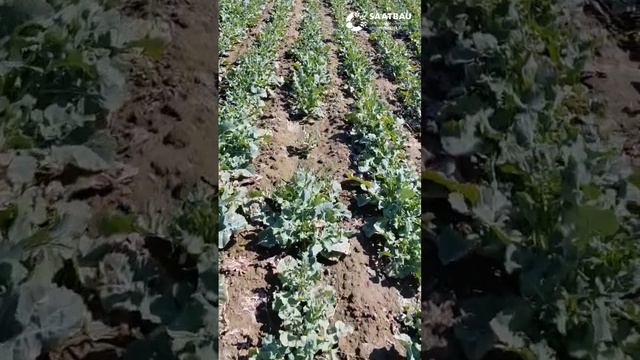 Озимый рапс КЛАРУС в Брянской области