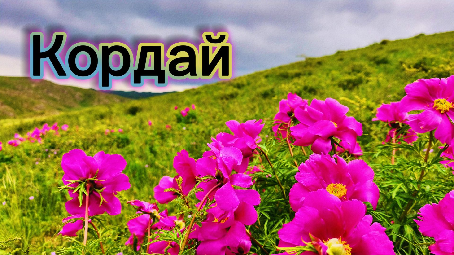 Кордай | Щитомордник, пионы и последний Белый степной | 3 мая 2026