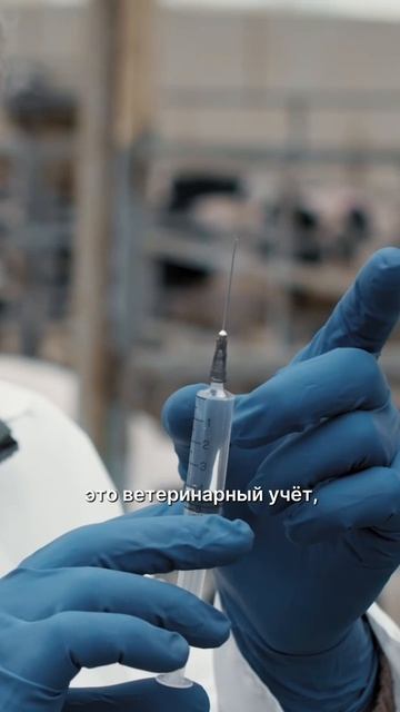 🐑 Цифровая отара: дальнейшее развитие