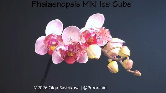 Phalaenopsis Miki Ice Cube
