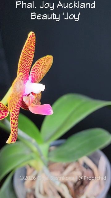 Phal. Joy Auckland Beauty 'Joy'