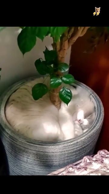 Коты хулиганы на вентиляторе.😻Веселые котики. Коты хулиганы! Невероятные трюки! #кот #хулиг  #short