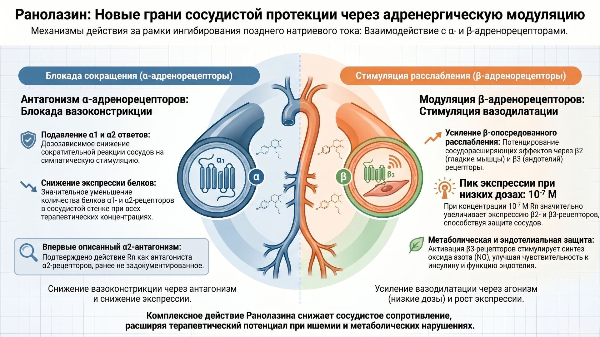 Ранолазин: антагонист к вазоконстрикторным (α1, α 2) и вазодилататор (β2, β3) путей