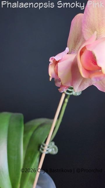 Phalaenopsis Smoky Pink