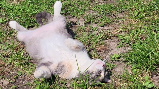 Майские забавы. Musi's May Fun