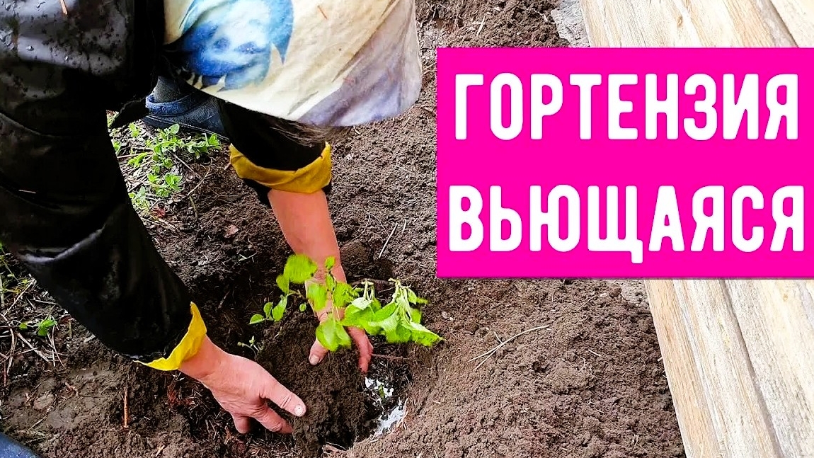 Плетистая гортензия / Как посадить правильно и легко размножить