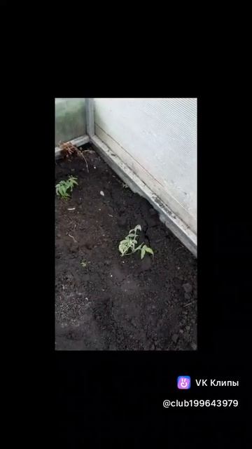 ПОДГОТОВКА ТЕПЛИЦ И СХЕМА ПОСАДКИ ТОМАТОВ