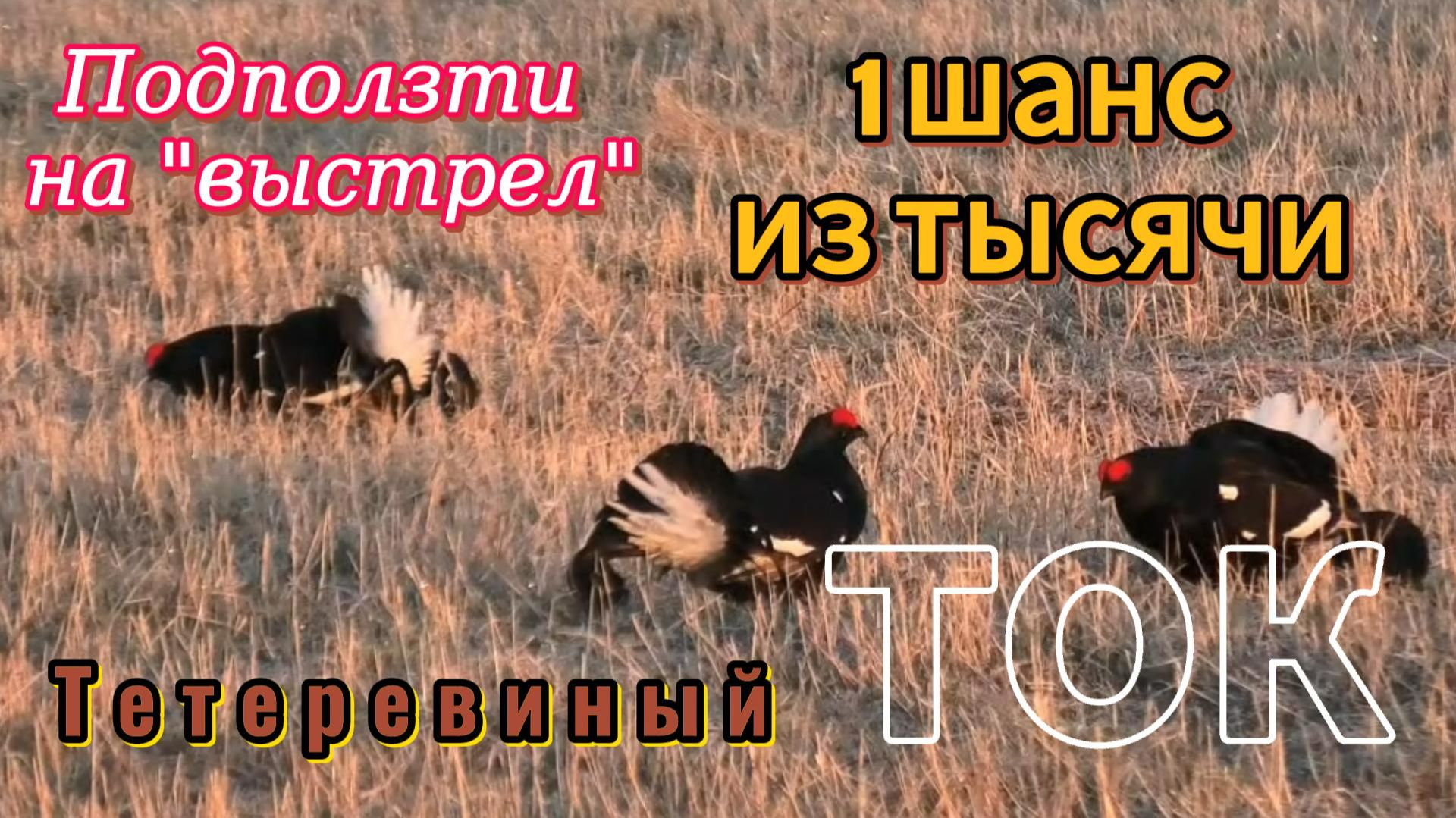 Ползком за тетеревами