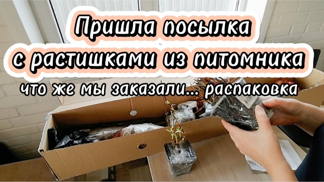 Распаковка посылки с растишками из питомника.