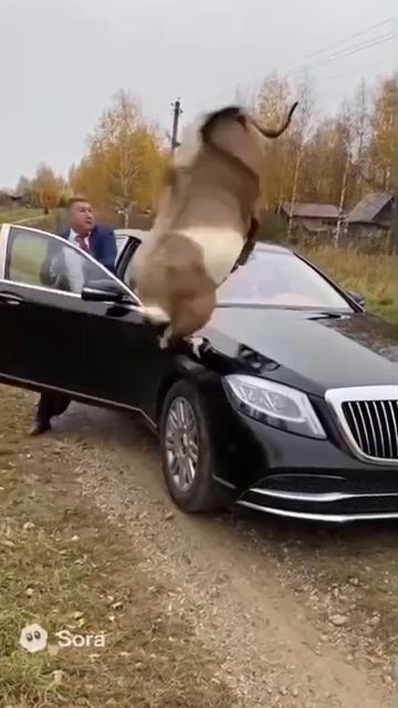 за козла ответишь