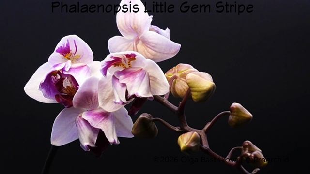 Phalaenopsis Little Gem Stripe
