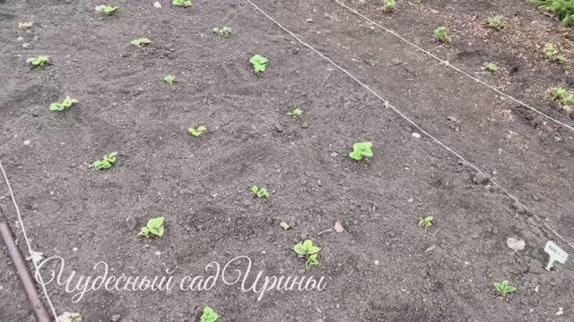 Весенняя обработка садовой земляники