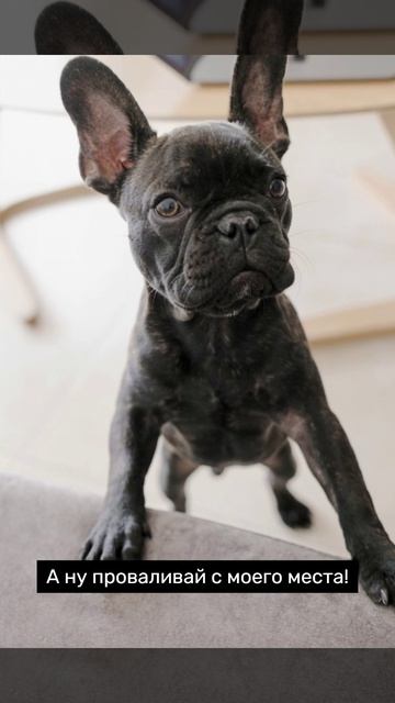 Furniture AI Animals
