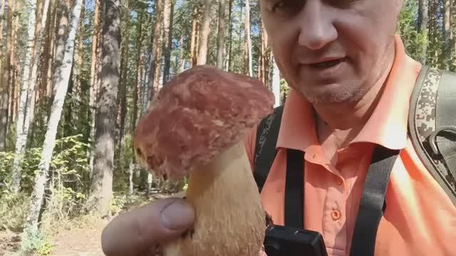 Рюкзак белых за 1.5 часа Дайте еще рюкзак. Грибы кругом!