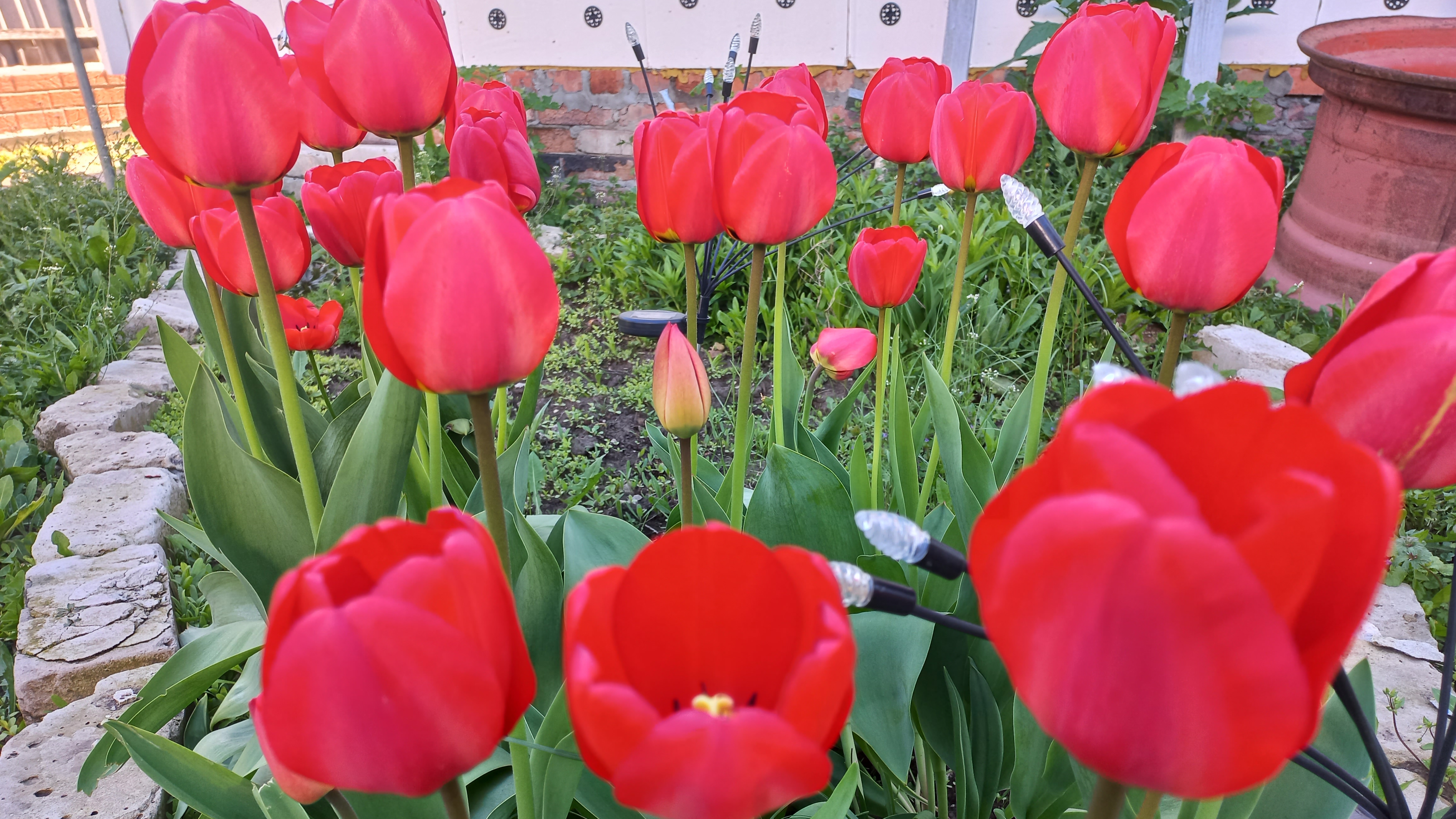 Влог 4-6.05.26 Тепло пришло, первая покупка растюшек 😍