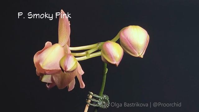 P. Smoky Pink