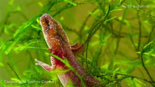 Какова среда обитания Бартонспрингской саламандры (Barton Springs salamander) — Eurycea sosorum ?