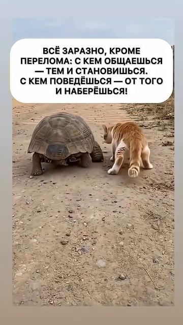 Все заразил