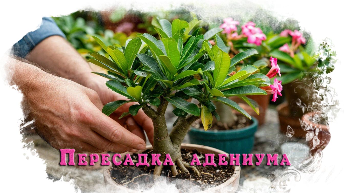 Пересадка адениумов 24.04.2026