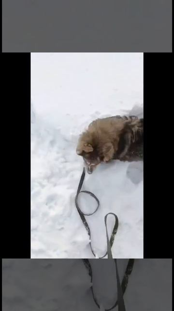 Мишка