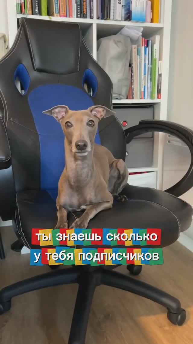 САМАЯ РАЗГОВОРЧИВАЯ ЛЕВРЕТКА