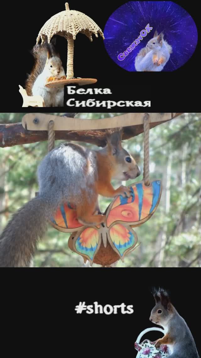 Белка снова на бабочке кормушке