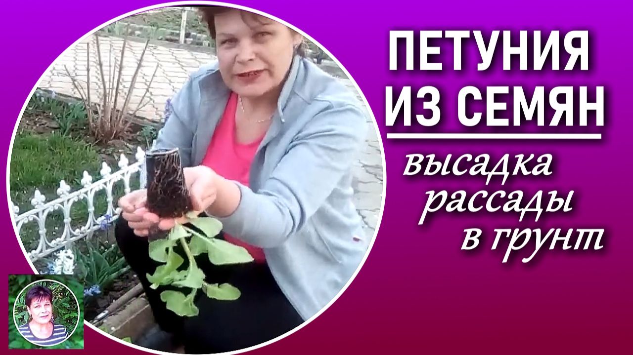 Петуния из семян Когда и как высаживать рассаду петунии в грунт