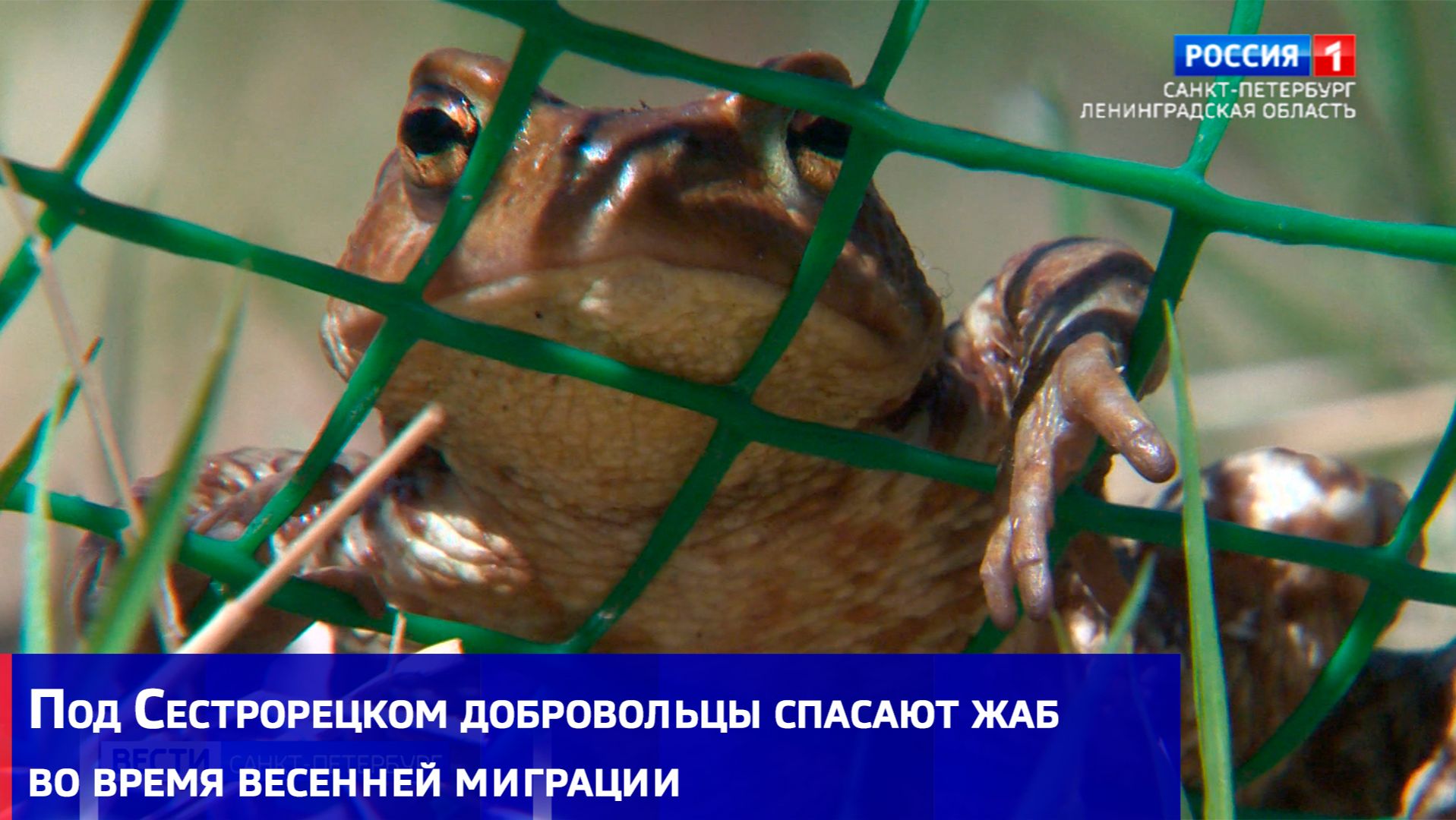 Под Сестрорецком добровольцы спасают жаб во время весенней миграции