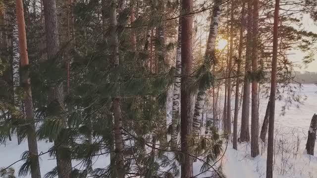ЧЕМ ДАЛЬШЕ В ЛЕС, ТЕМ ЛУЧШЕ КОЛБАСА