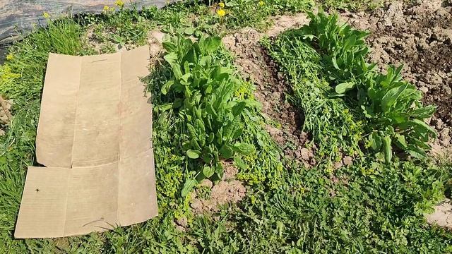 День на огороде. Что сделала сегодня, 7 мая