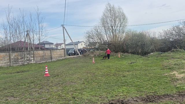 6.  выражено/перв БАКСА 2 ИЗ НОВОЙ СИБИРИ (Ромео из Новой Сибири – Улана 2 из Новой Сибири)