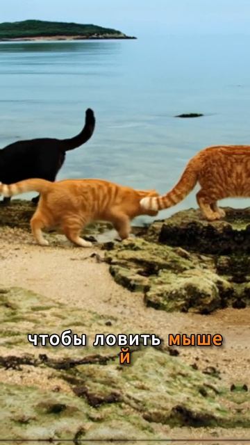 Рай для котоманов: сотни кошек управляют островом