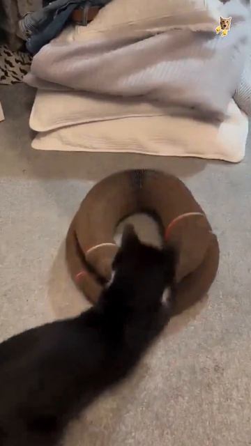 Кот лает как собака!😻Веселые котики. Коты хулиганы! Невероятные трюки! #кот #хулиган #смех #short