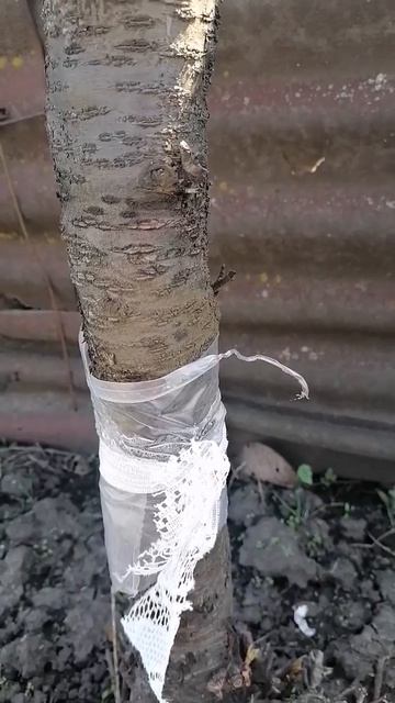 ,борьба с муравьями