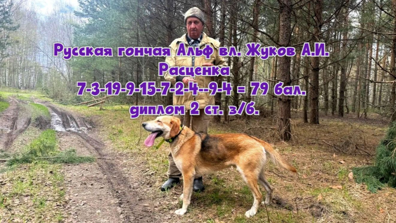 Русская гончая Альф 836М-23/0017-1-рг вл. Жуков А.И. диплом II ст. з/б. #охотасгончей #топ #hunting