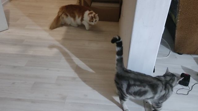Скандал в кошачьем семействе