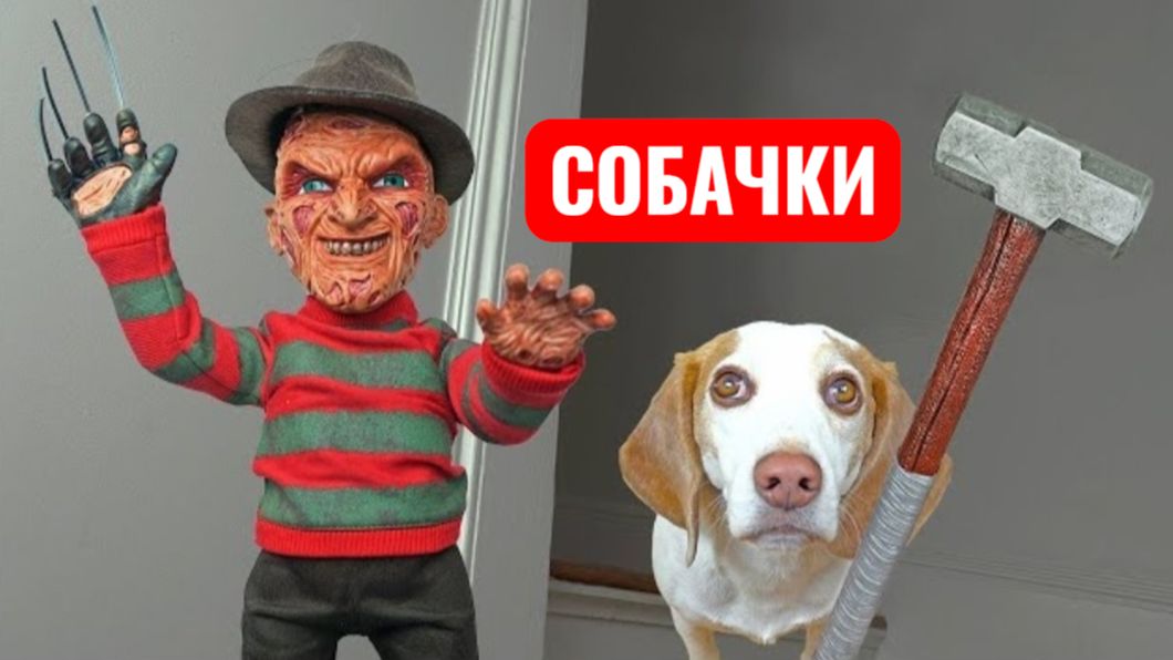 Собаки с Маленьким Фредди Крюгером! Страшилки.
