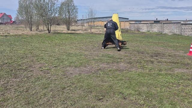2.  выражено/перв JASPER V. TEAM FURSTENBRUNN (Noris di Casa Merola – TSN Aishwarya)