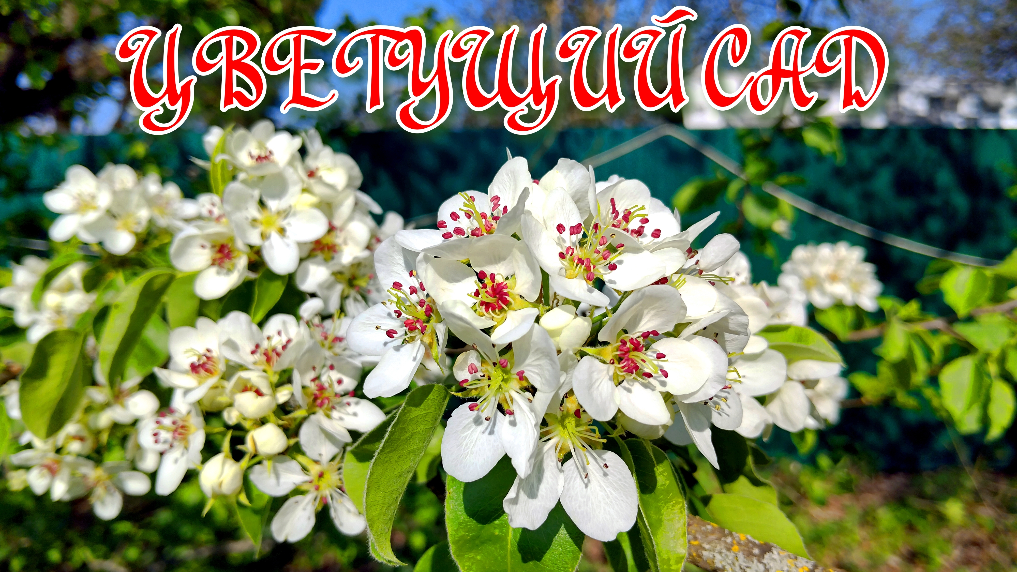 ЦВЕТУЩИЙ САД