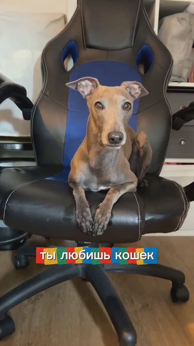 ЛЕВРЕТКА И КОШКИ