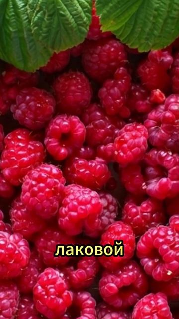 5 самых полезных в мире ягод, которые реально продляют жизнь (№1 вас удивит) #shorts