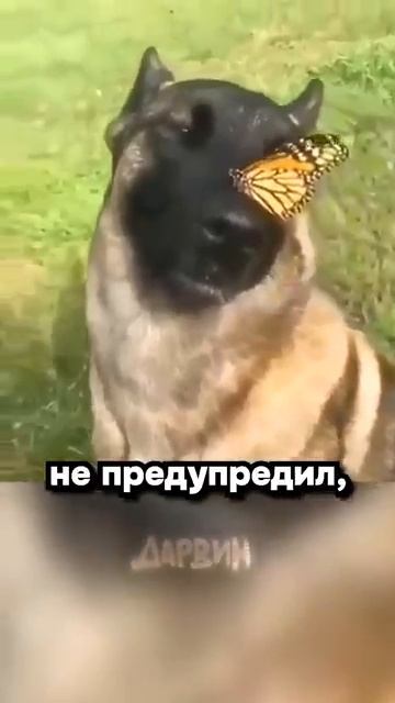 Чилловая охрана
