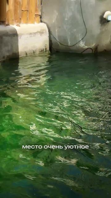 Обязательно загляните в Capybara Coffee