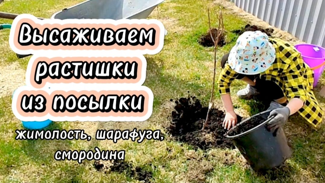 Высаживаем растишки из посылки. Жимолость, шарафуга, смородина.
